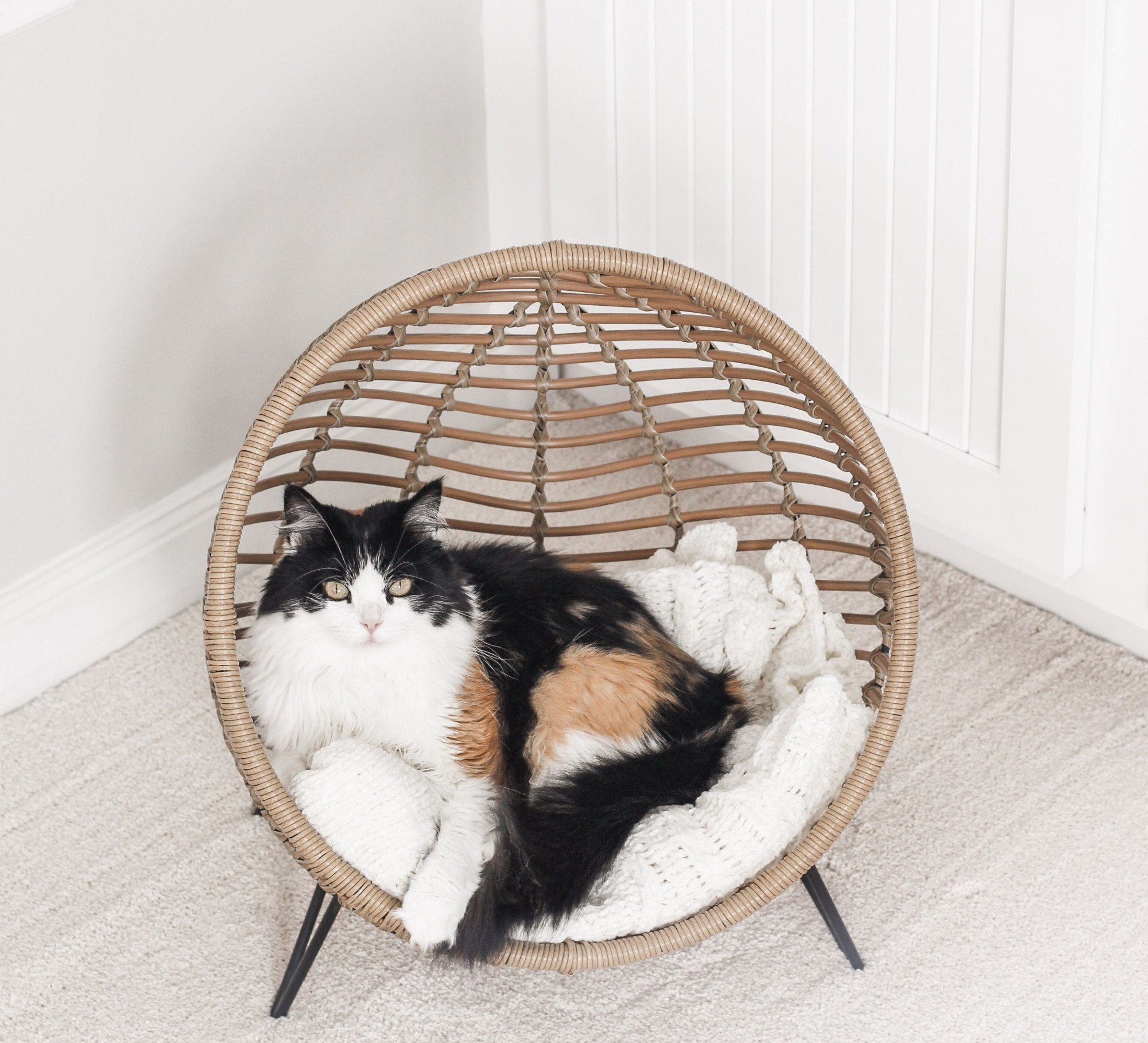 Pet Chair